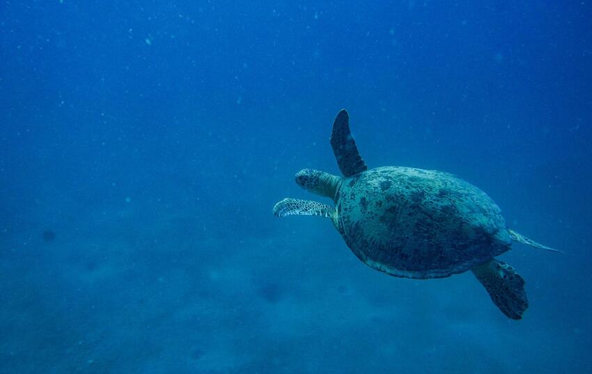 Explore the Andaman Islands. A Guide to Unforgettable Adventures..!